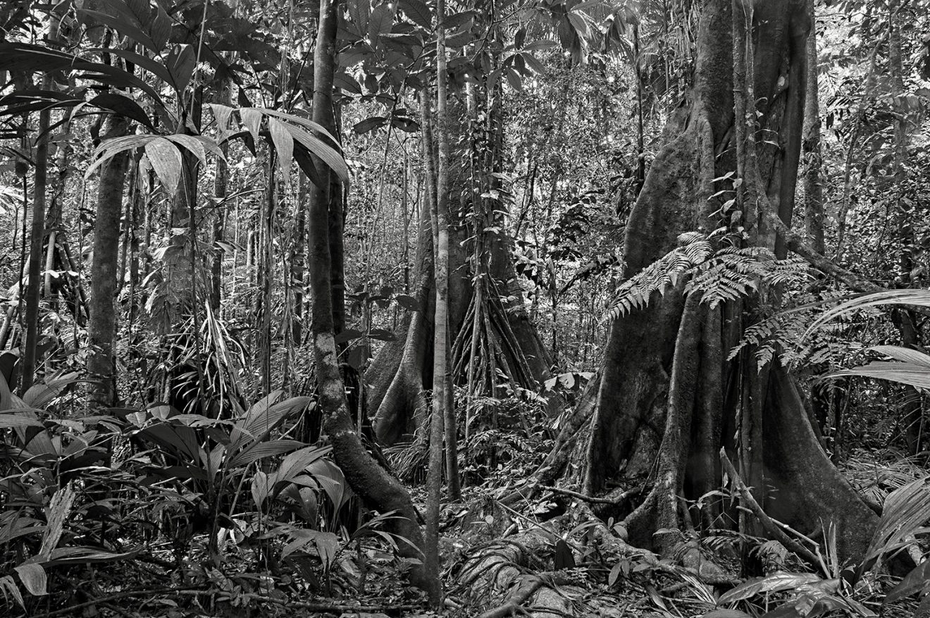Adriano Gambarini | Matta I, Amazônia - Constance Galeria